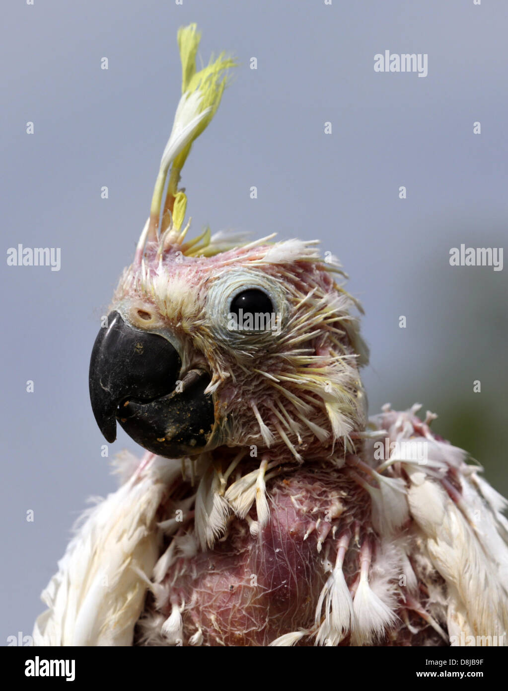 Lesser sulphur crested cockatoo hi-res stock photography and images - Alamy