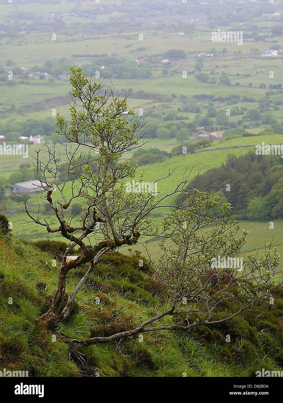 Bushes in Ireland’s natural landscape, showcasing the country's lush ...