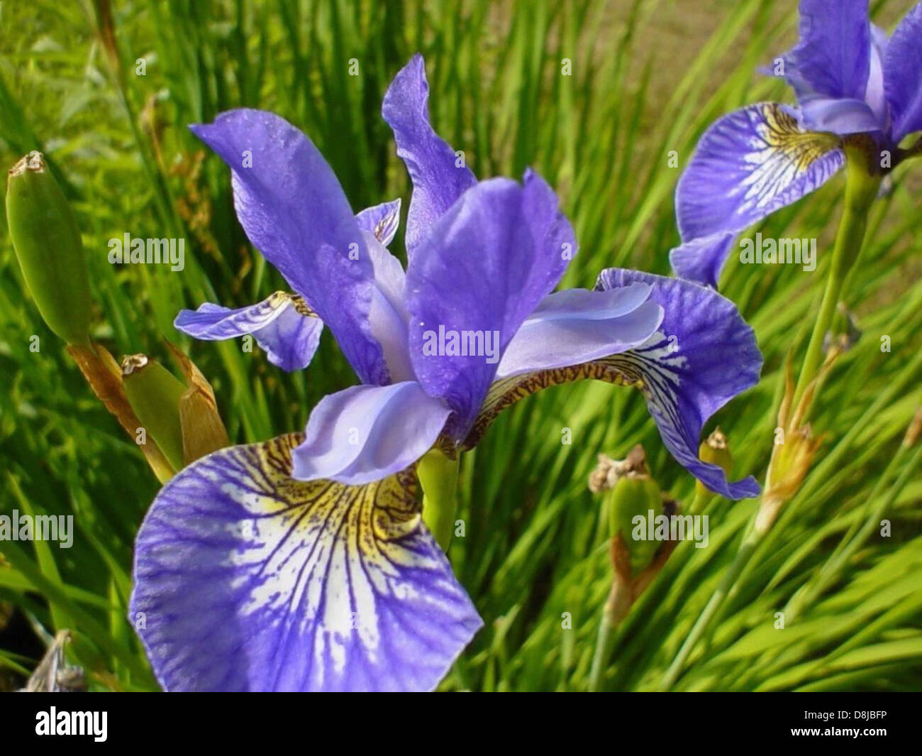 The iris, a beautiful purple flower, blooms with vibrant petals. Known ...