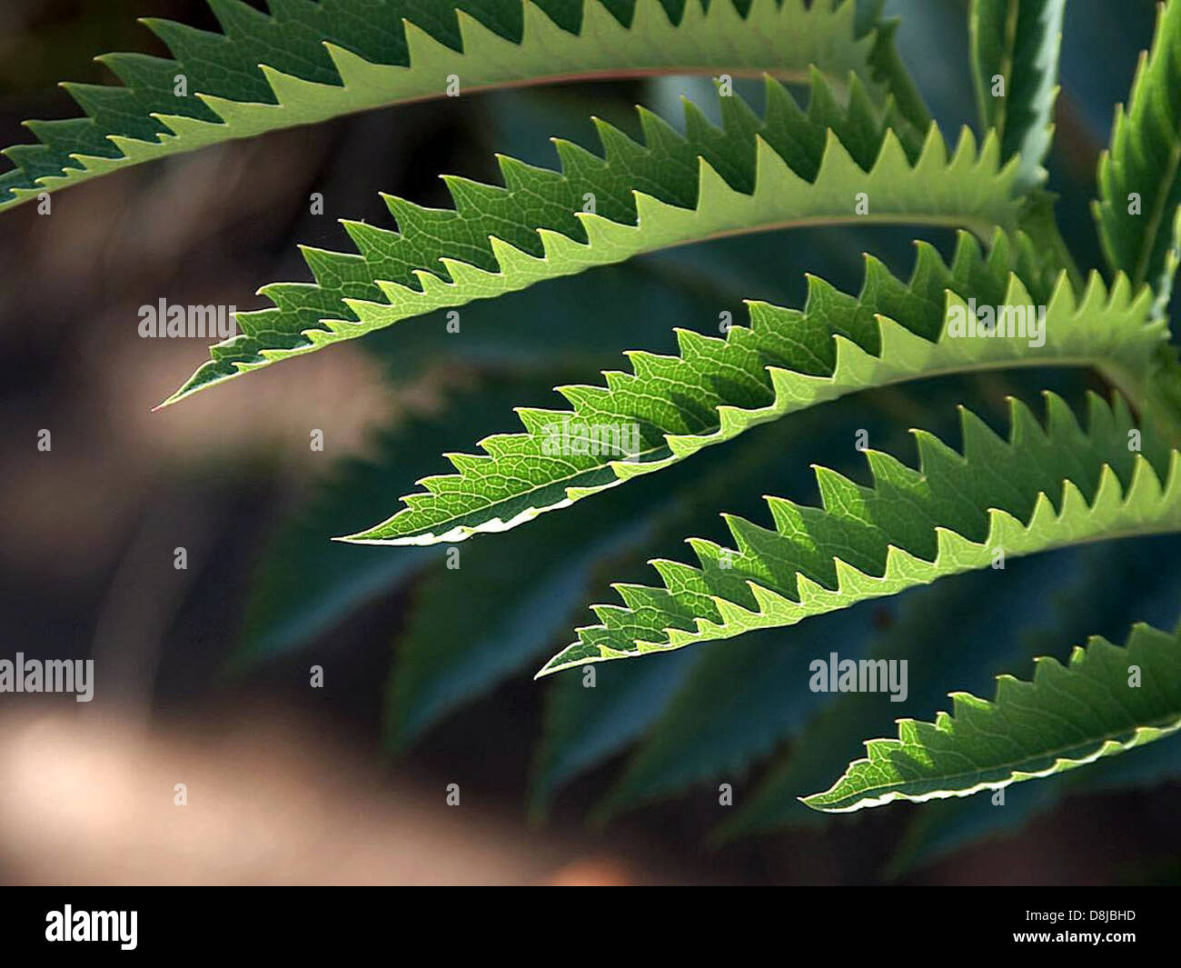 Irregular edges plant leaf hi-res stock photography and images - Alamy