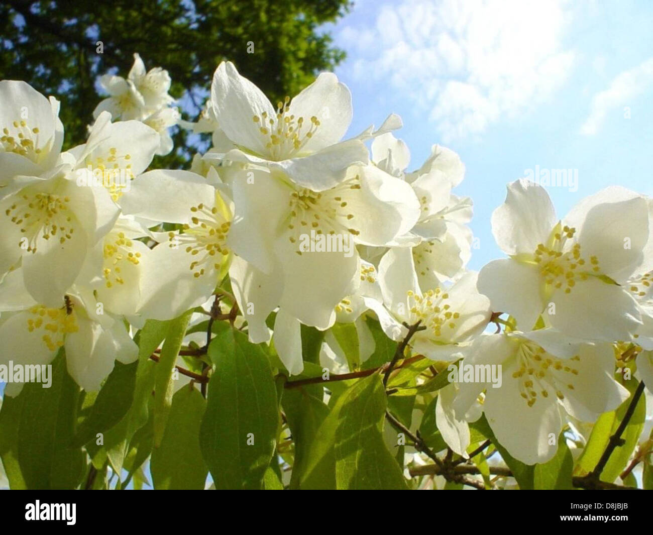 A close-up shot of blooming jasmine flowers, showcasing their delicate ...