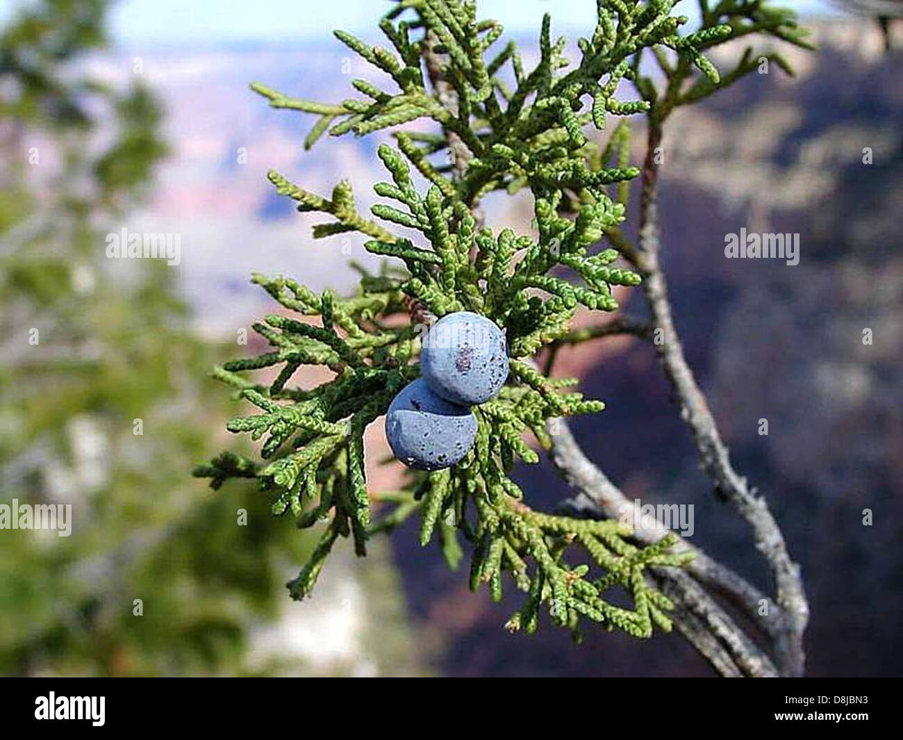 Close-up of juniper berries, known for their aromatic fragrance and ...