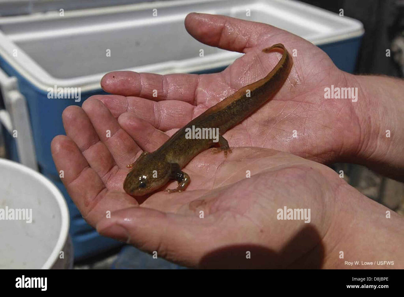 A juvenile Pacific giant salamander, native to the Pacific Northwest ...