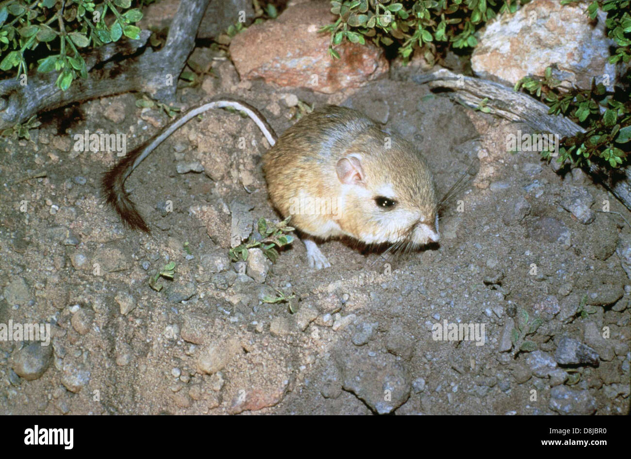 Dipodomys hi-res stock photography and images - Alamy