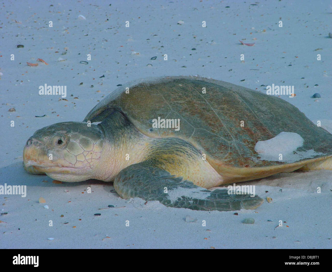 A close-up image of a Kemp's ridley sea turtle, showing its distinctive ...