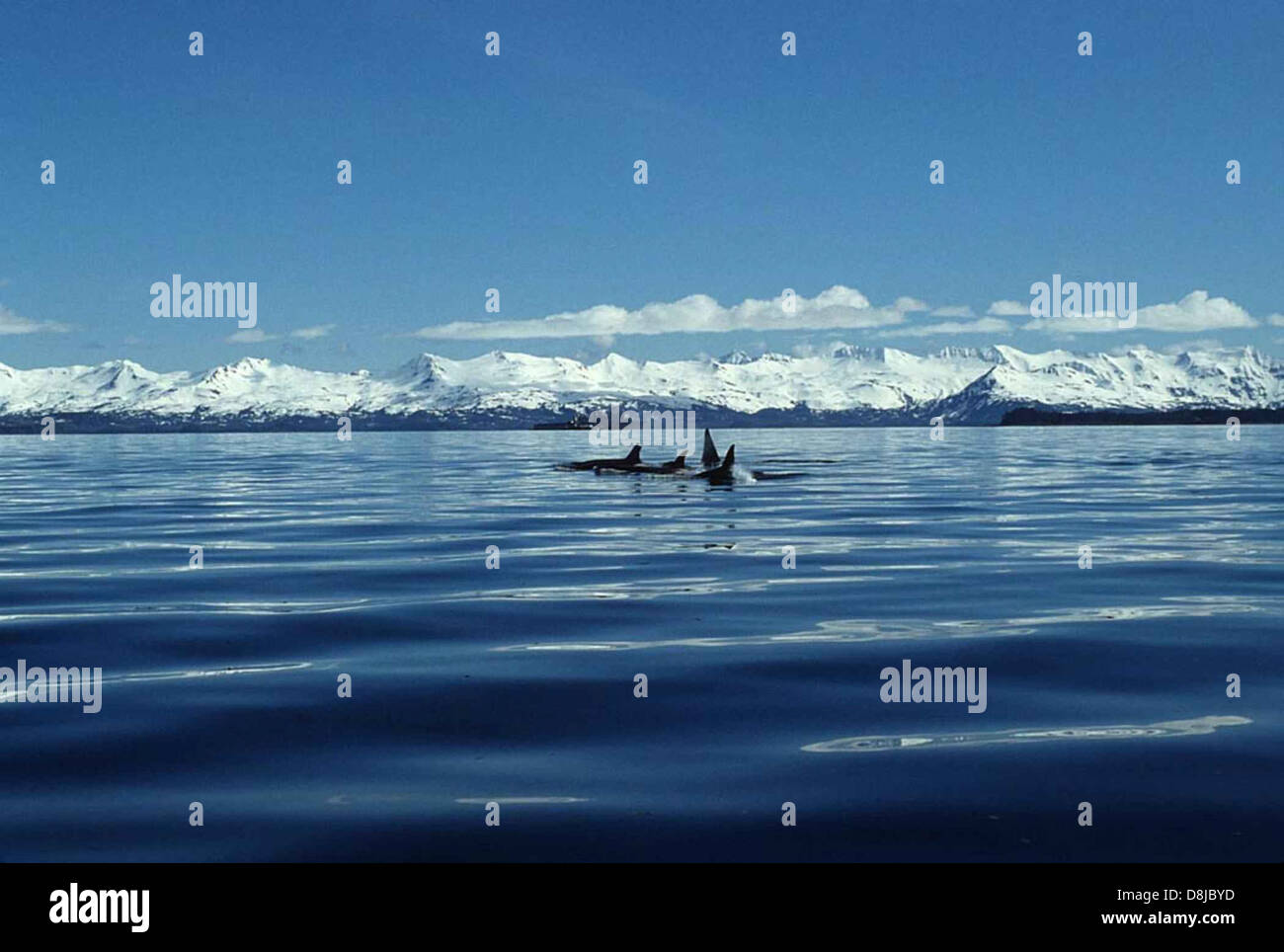 Killer whale known orca hi-res stock photography and images - Alamy