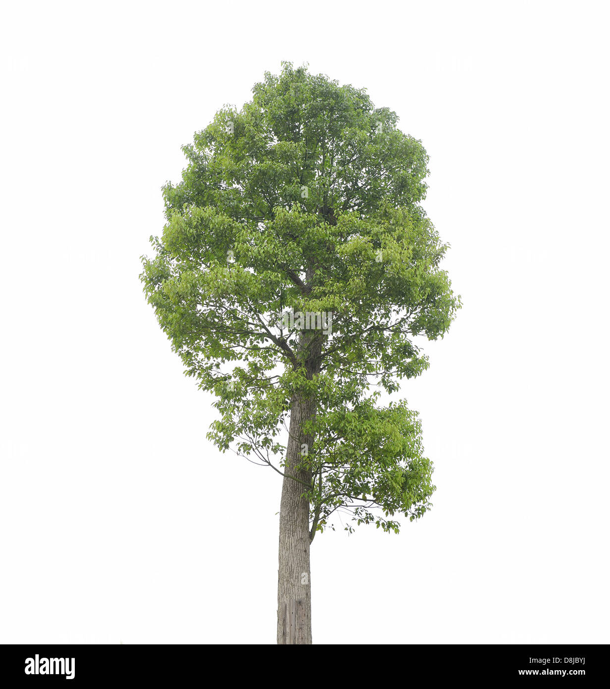 Green trees isolated on white Stock Photo - Alamy