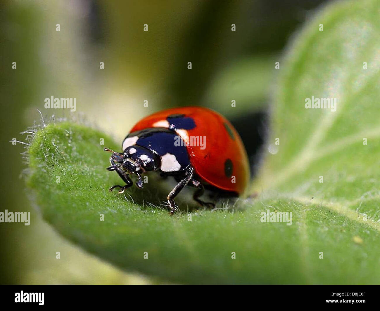A ladybug, a small beetle known for its red and black spotted shell, is ...