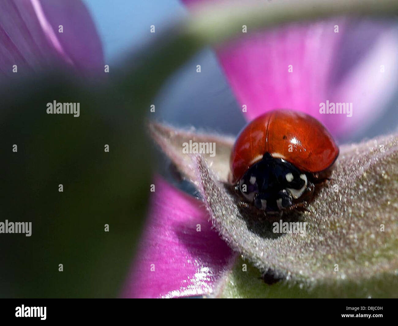 Ladybug red insect Stock Photo - Alamy