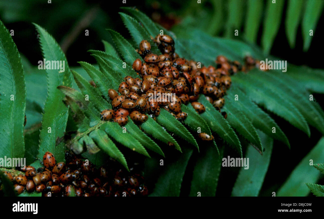 Lady bugs insects on leafs Stock Photo - Alamy