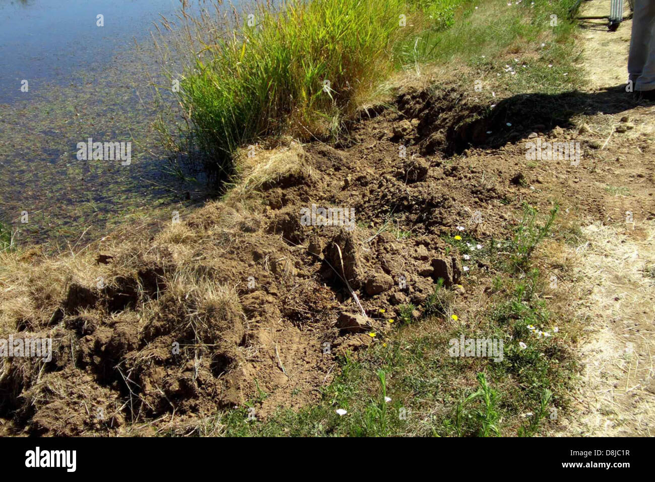 This image depicts the erosion along the bank of a lake, a process ...