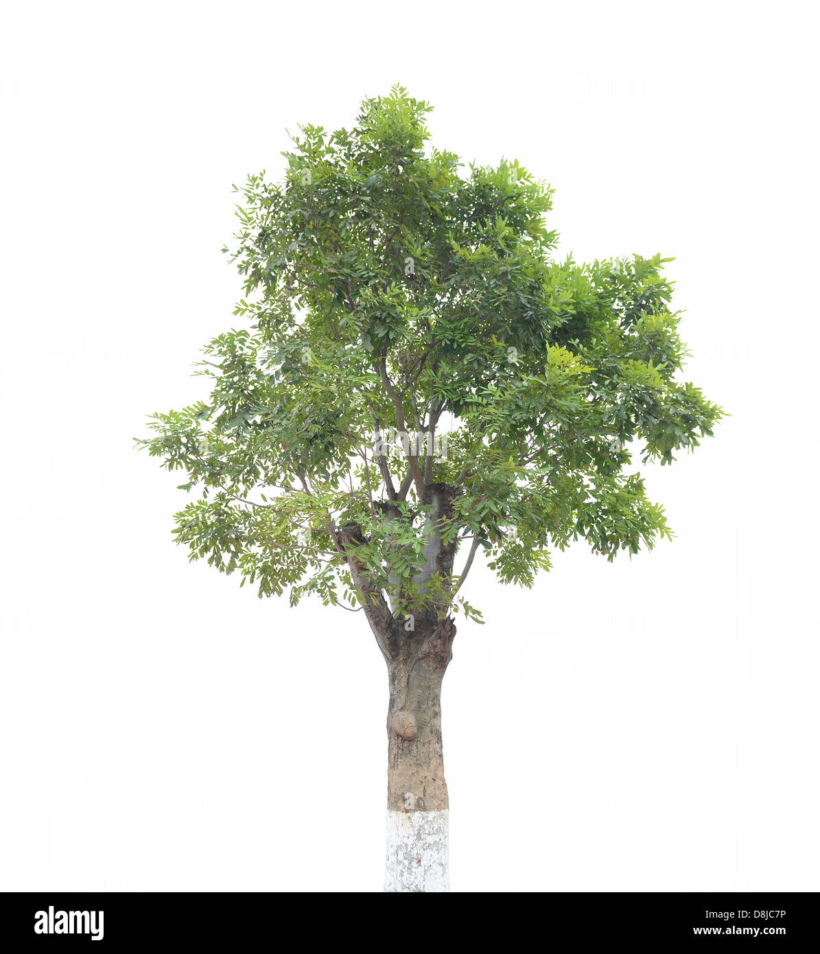 Green trees isolated on white Stock Photo - Alamy