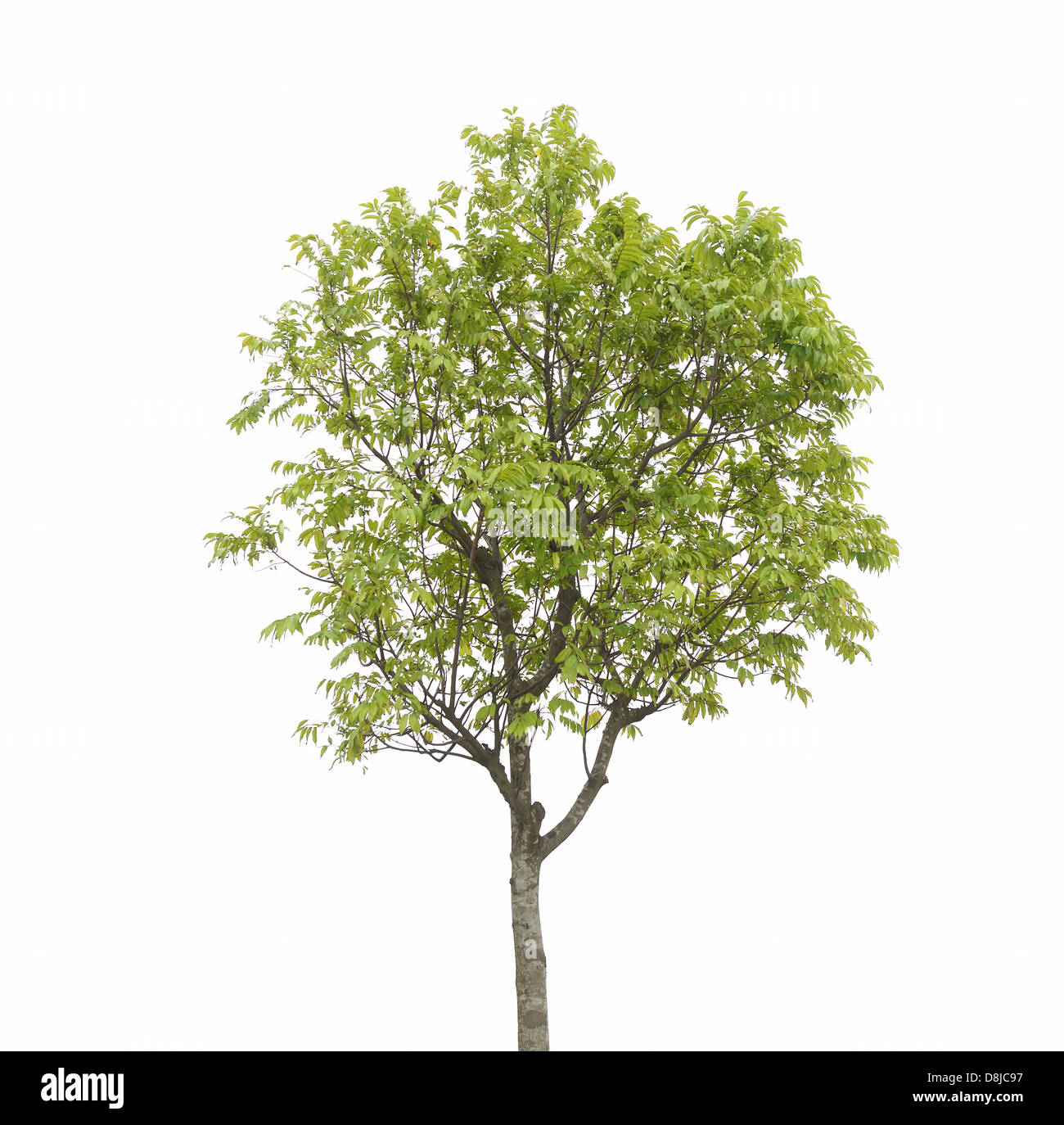 Green trees isolated on white Stock Photo - Alamy