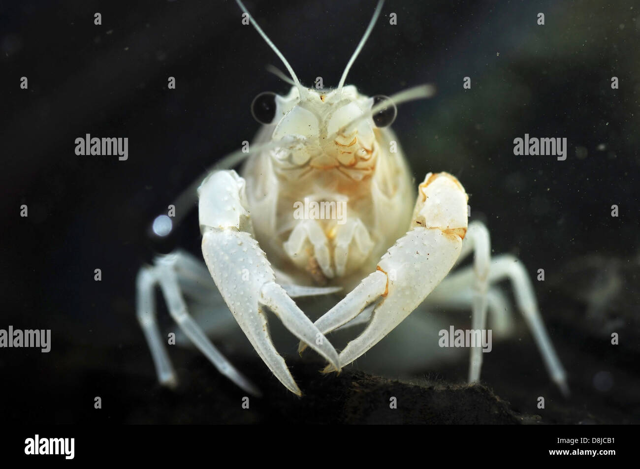 A Portrait of a White Crayfish Stock Photo - Alamy