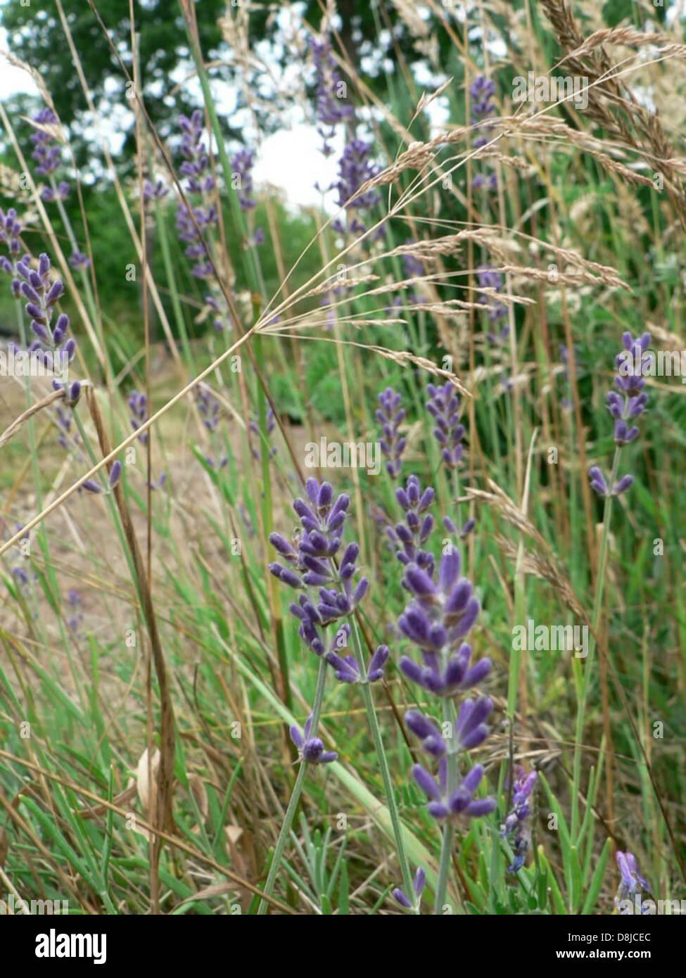 Lavender flowers from the Lavandula species, with their distinctive ...