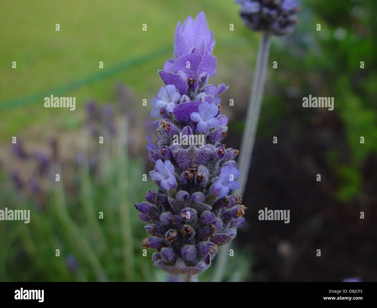 This image features a close-up of lavender flowers with individual ...