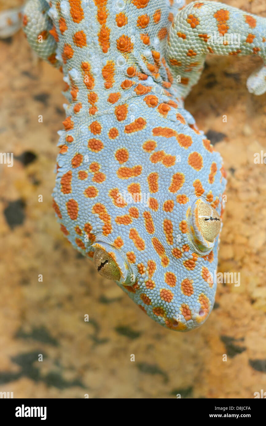 Nice Gecko gekko close up Stock Photo - Alamy