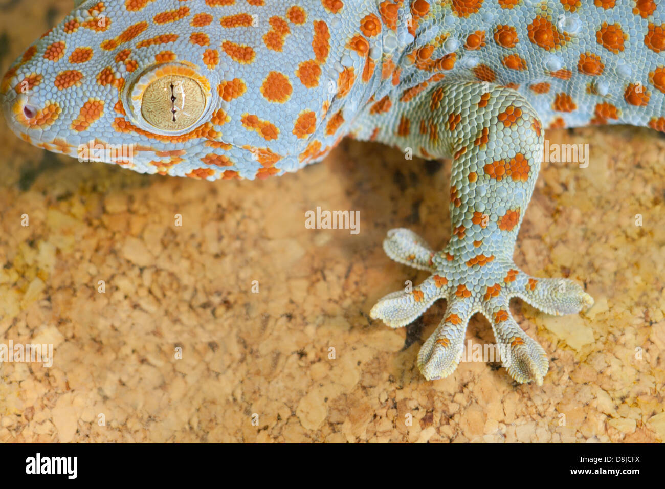 Nice Gecko gekko close up Stock Photo - Alamy