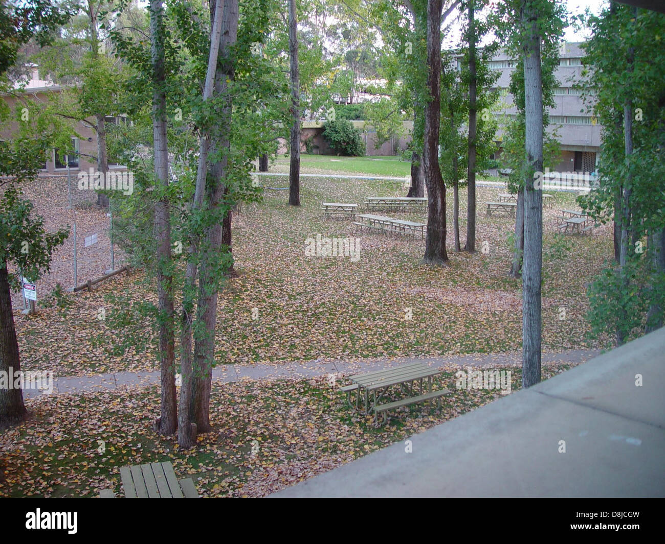 A leaf falling from a tree, captured mid-air, symbolizing the ...