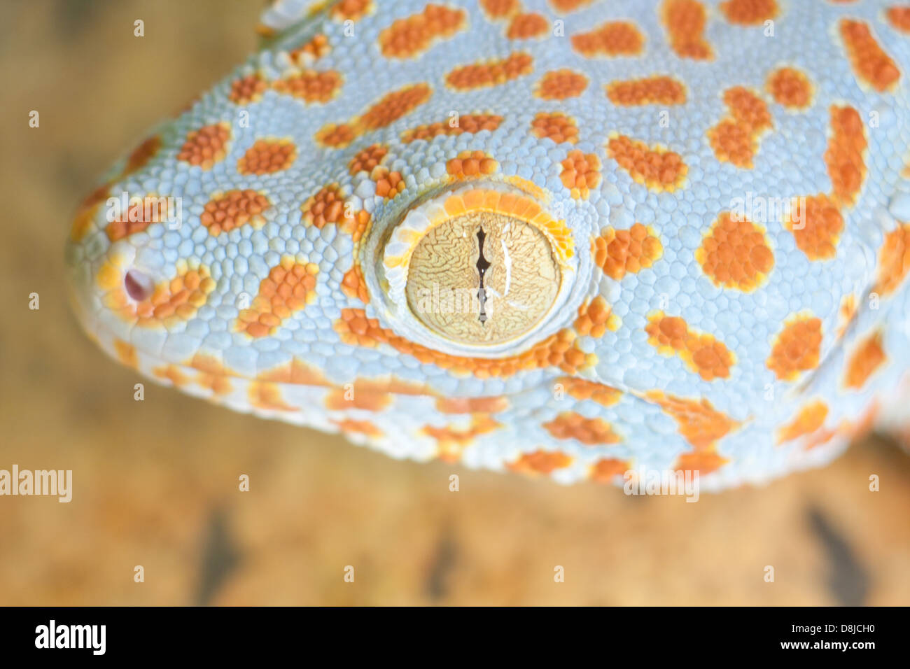 Nice Gecko gekko close up Stock Photo - Alamy