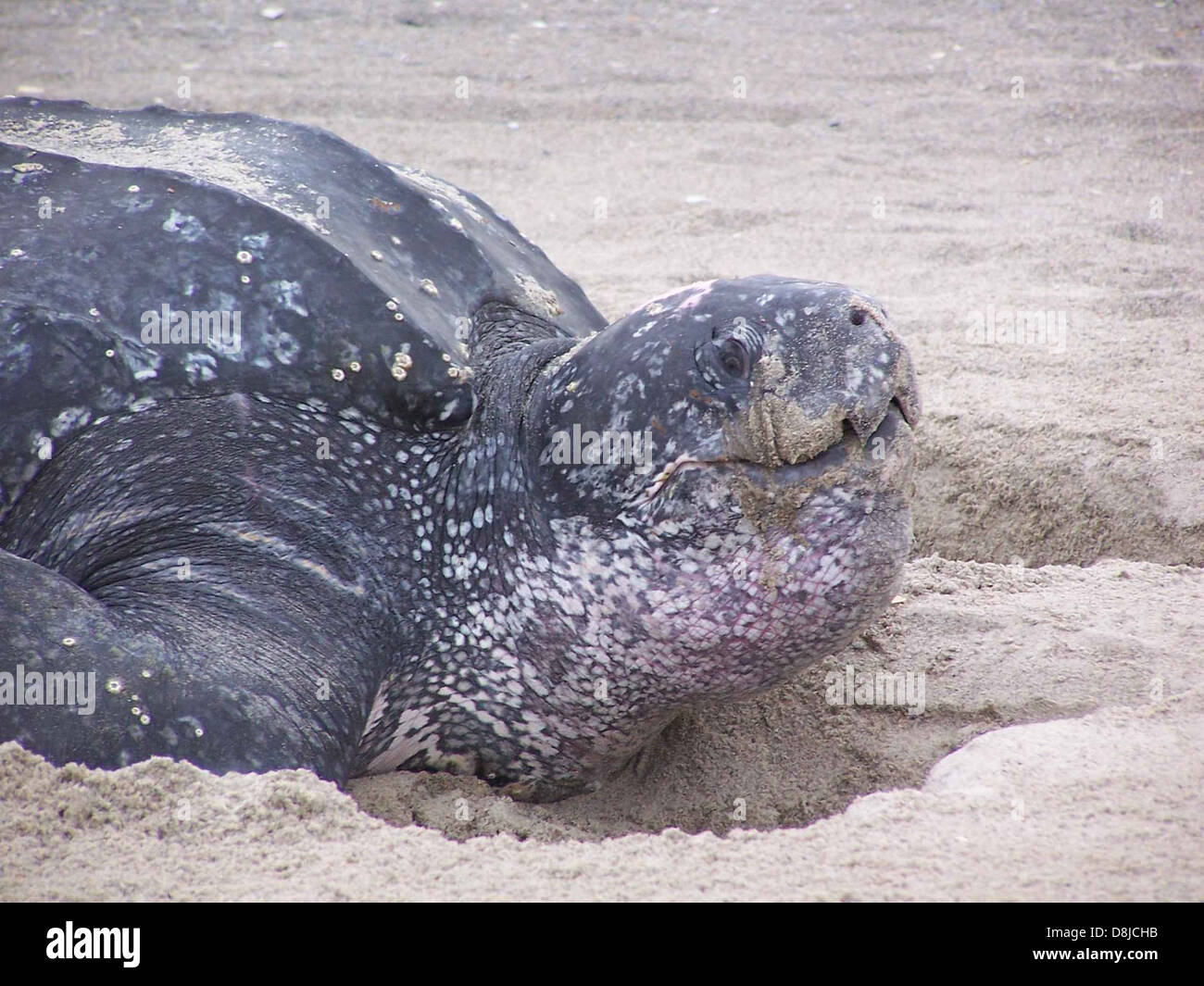 Leatherback sea turtle dermochelys hi-res stock photography and images ...