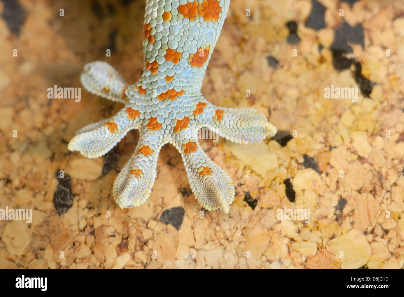 Nice Gecko gekko close up Stock Photo - Alamy