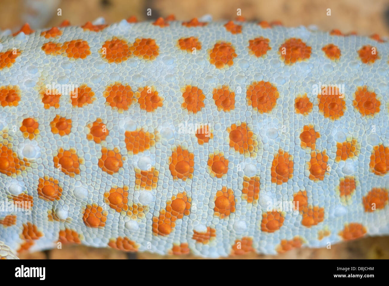 Nice Gecko gekko close up Stock Photo - Alamy