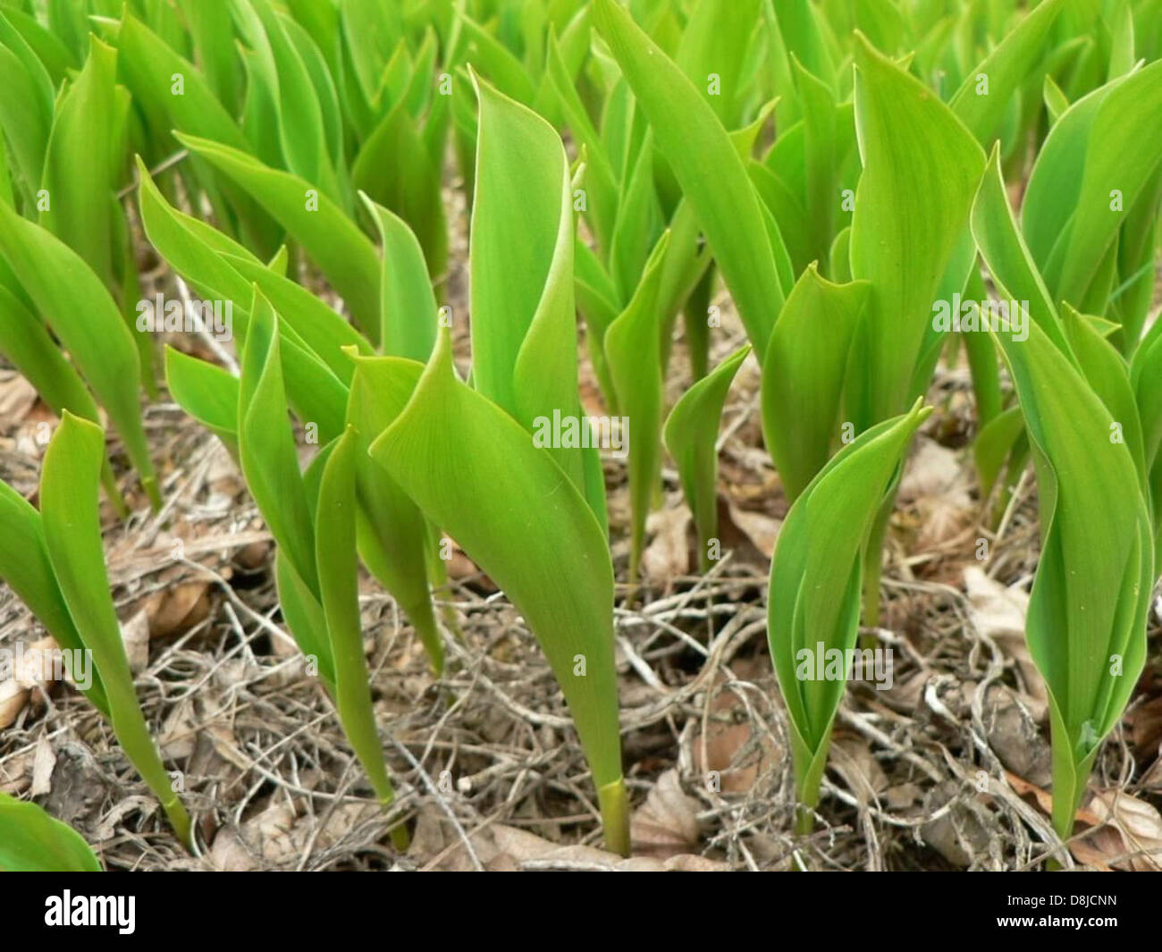 A close-up view of lilies in bloom, showcasing the vibrant petals and ...
