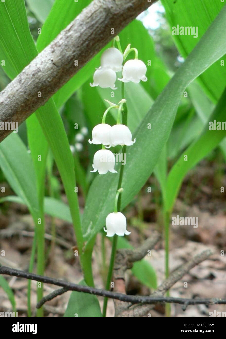 Delicate floral arrangement features soft hi-res stock photography and ...
