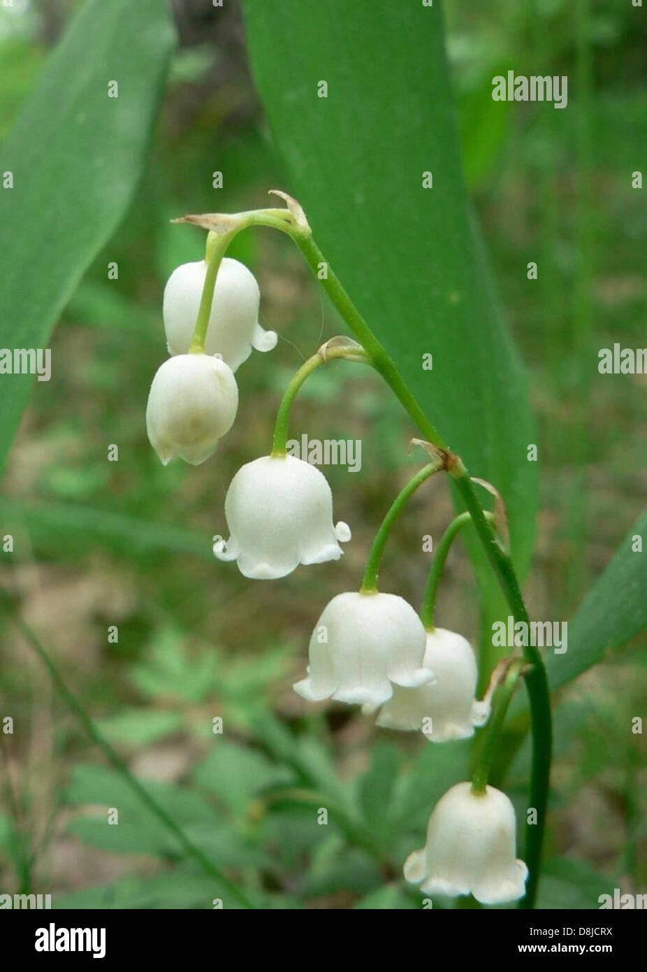 A close-up of delicate white lilies, showcasing their elegant petals ...