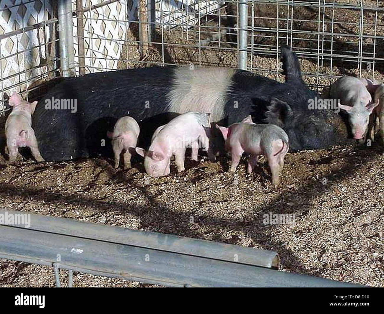Playful pigs hi-res stock photography and images - Alamy