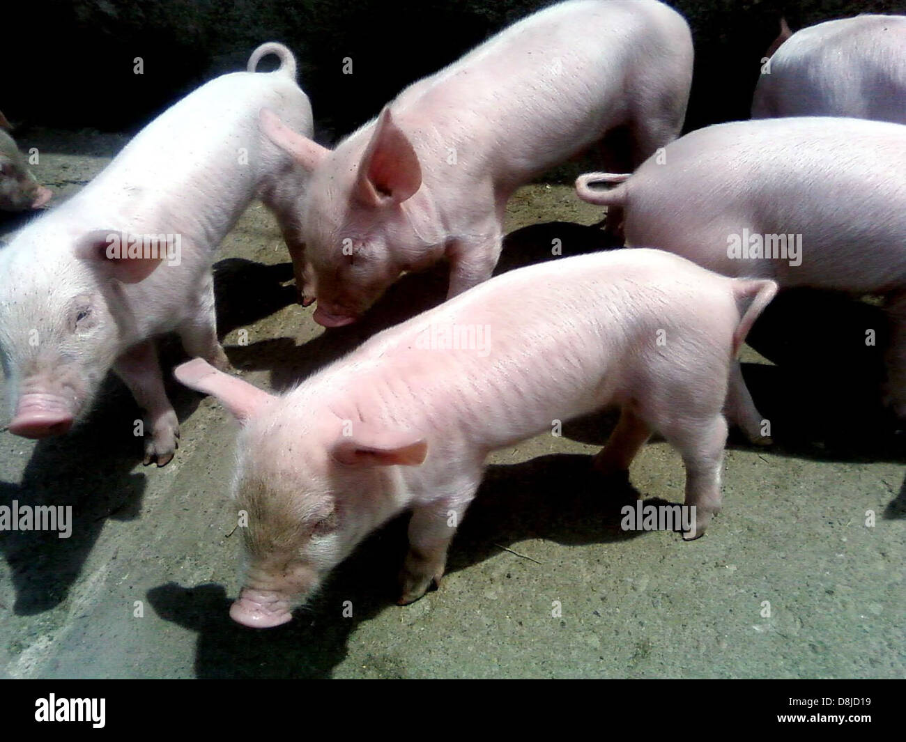 A group of little pigs, small and playful, gathered together in a pen ...