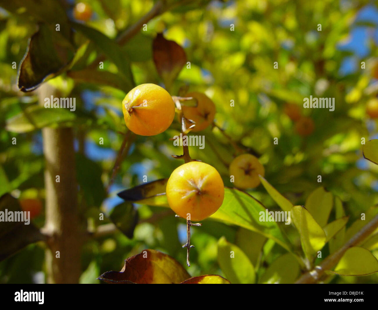 A cluster of small yellow berries on a plant in the Woodvale region ...