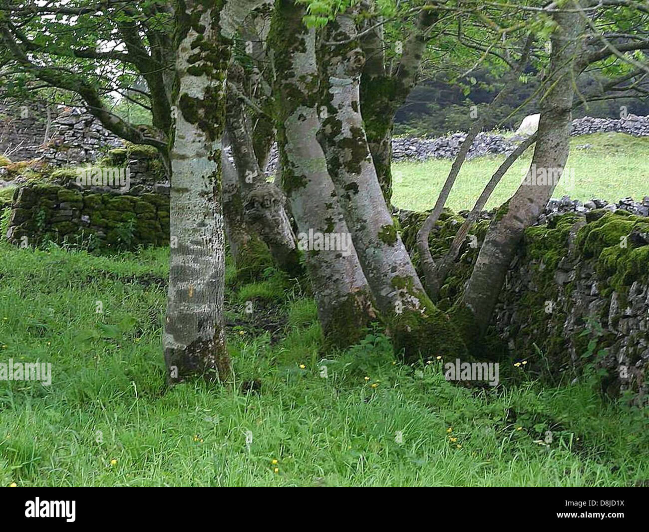 This image features a live bush fence, created by dense shrubbery or ...