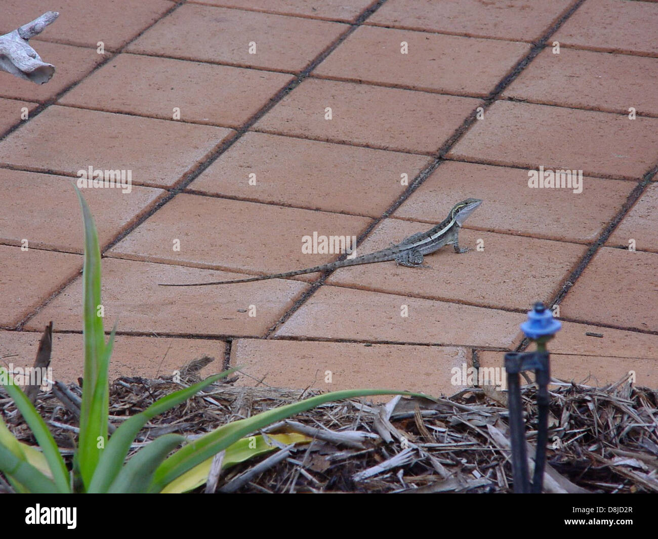 Texture across species hi-res stock photography and images - Alamy