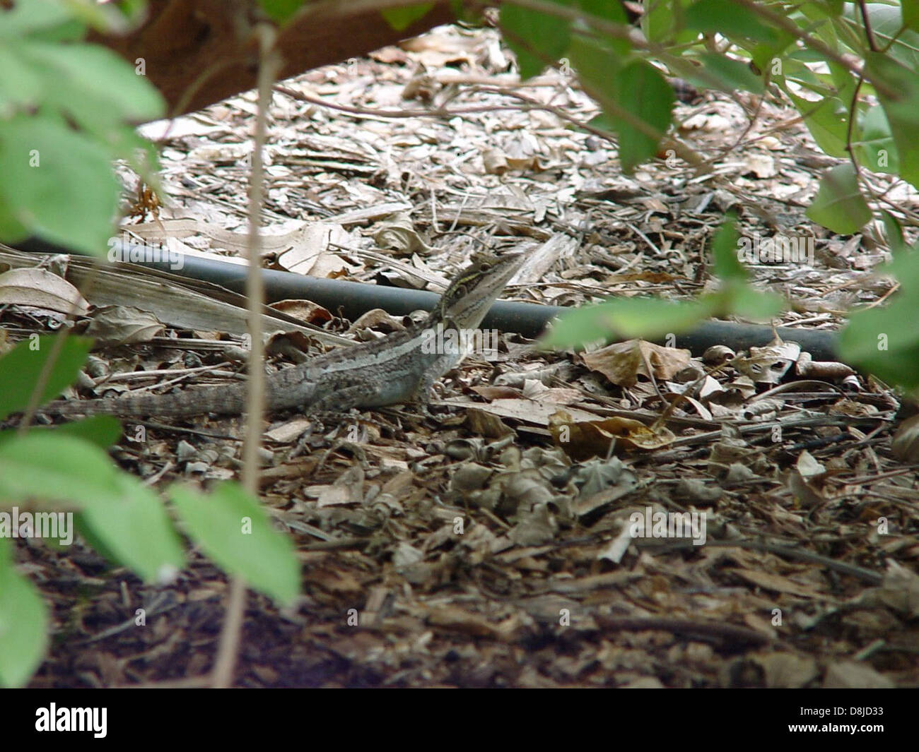 A lizard is camouflaged among the leaves, blending seamlessly into its ...