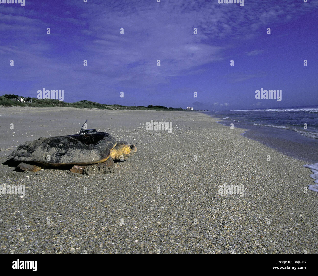 Loggerhead sea turtle (1 Stock Photo - Alamy
