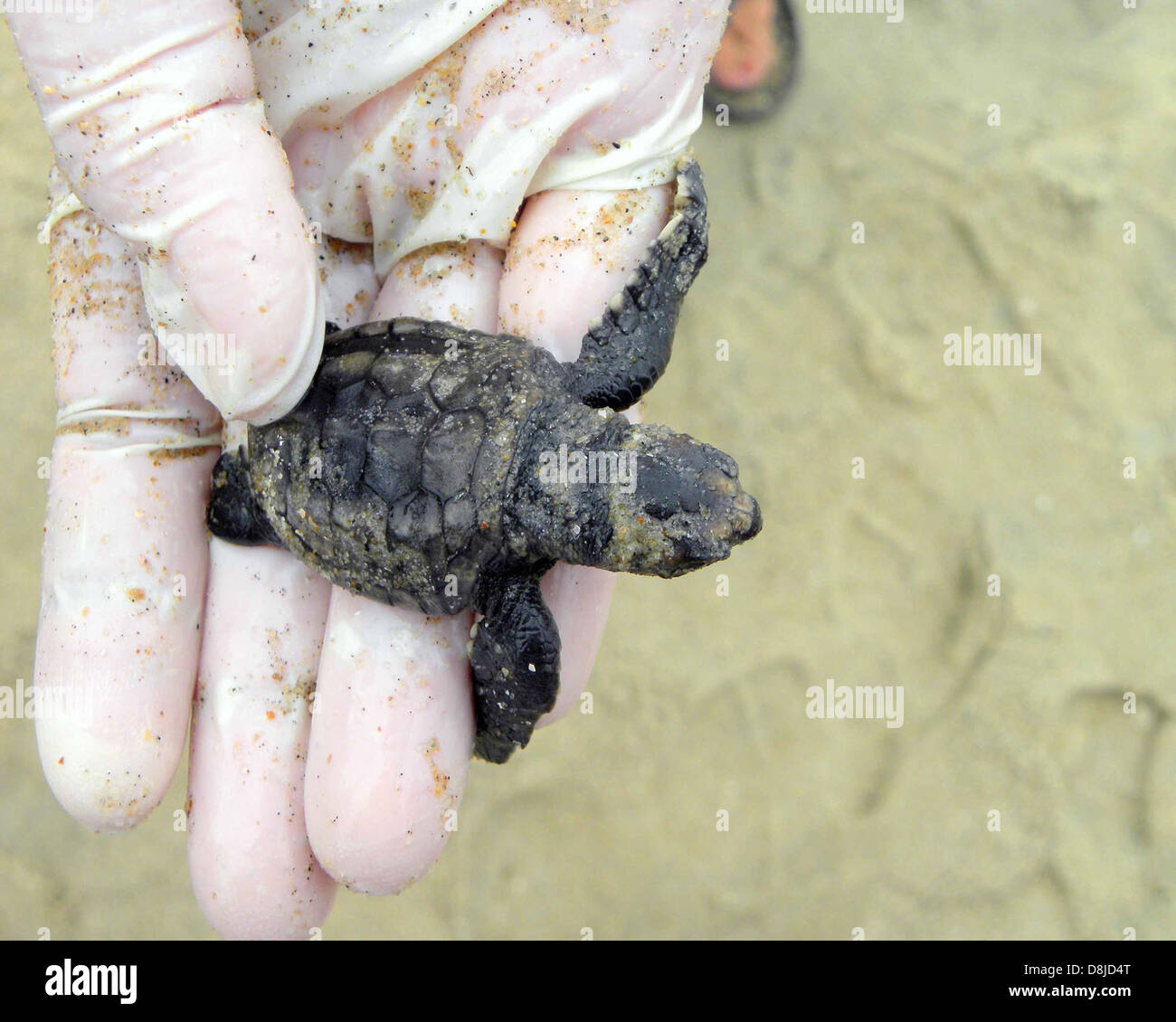 A young loggerhead sea turtle hatchling making its way across the sand ...