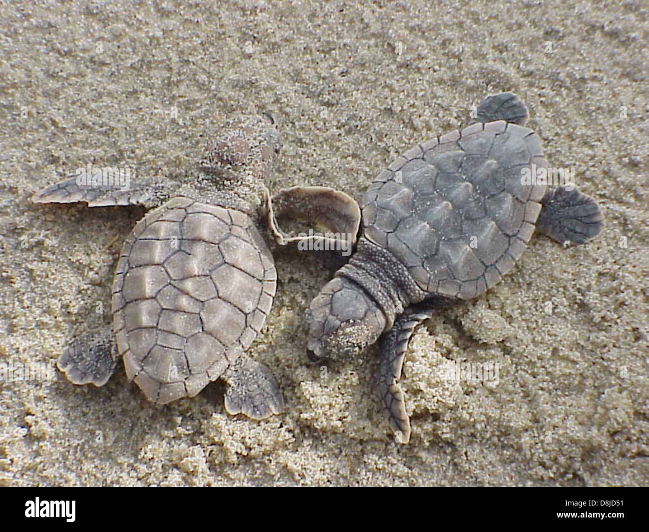 Loggerhead turtle caretta hatchlings hi-res stock photography and ...