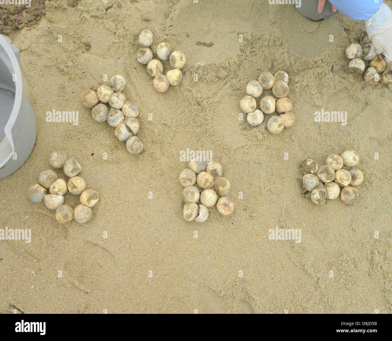 Loggerhead sea turtle eggs are shown in a nest on the beach. These eggs ...