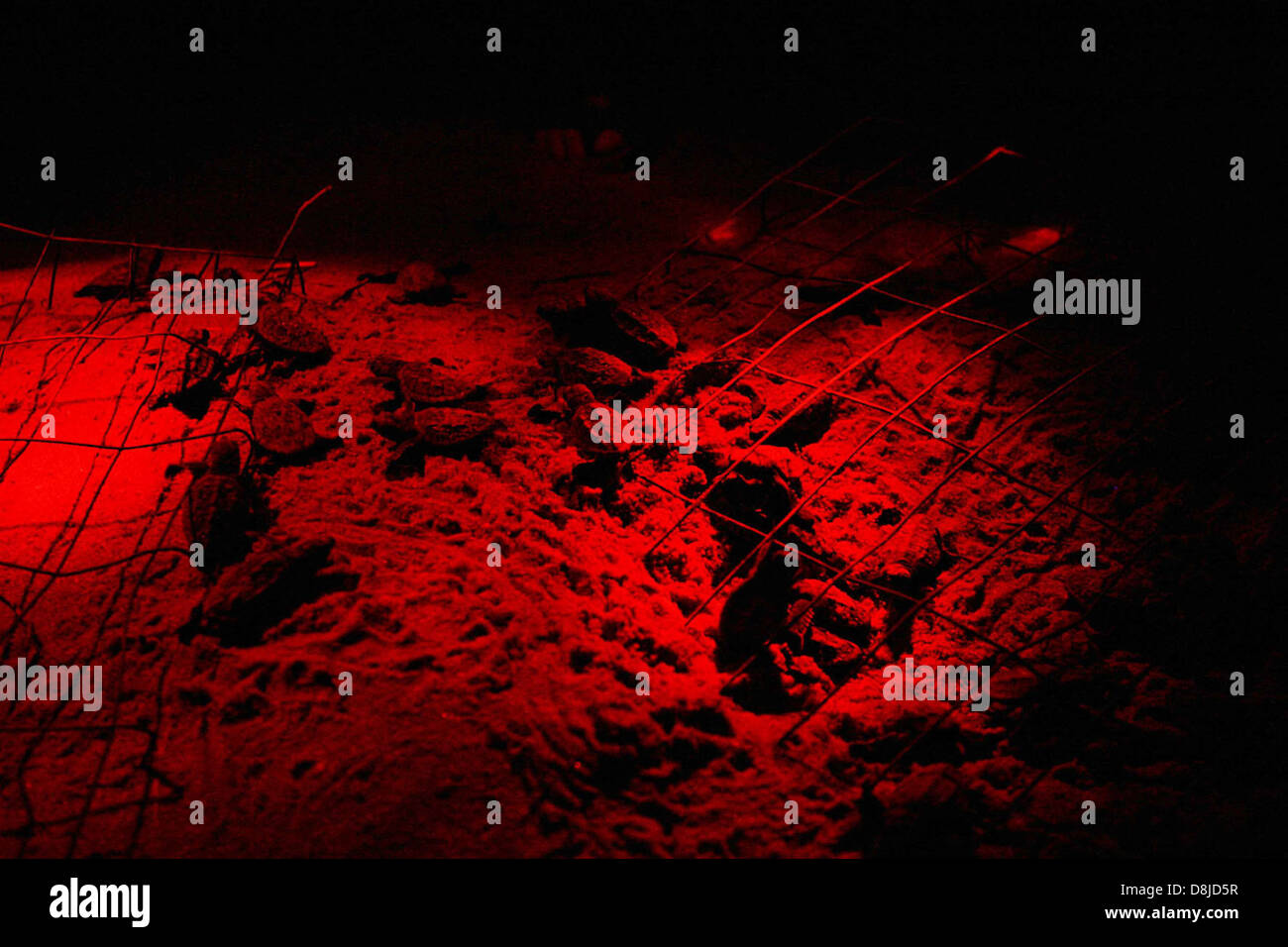 Loggerhead turtles make their way towards the ocean, guided by a red ...