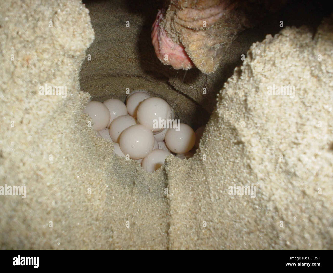 Loggerhead turtle eggs are shown in their natural nesting site ...