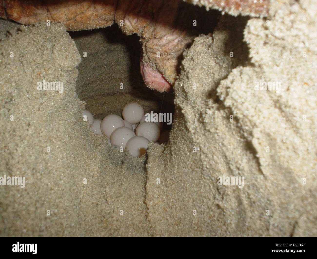 Loggerhead turtle eggs are carefully laid in sandy nests along the coastline. These endangered ...