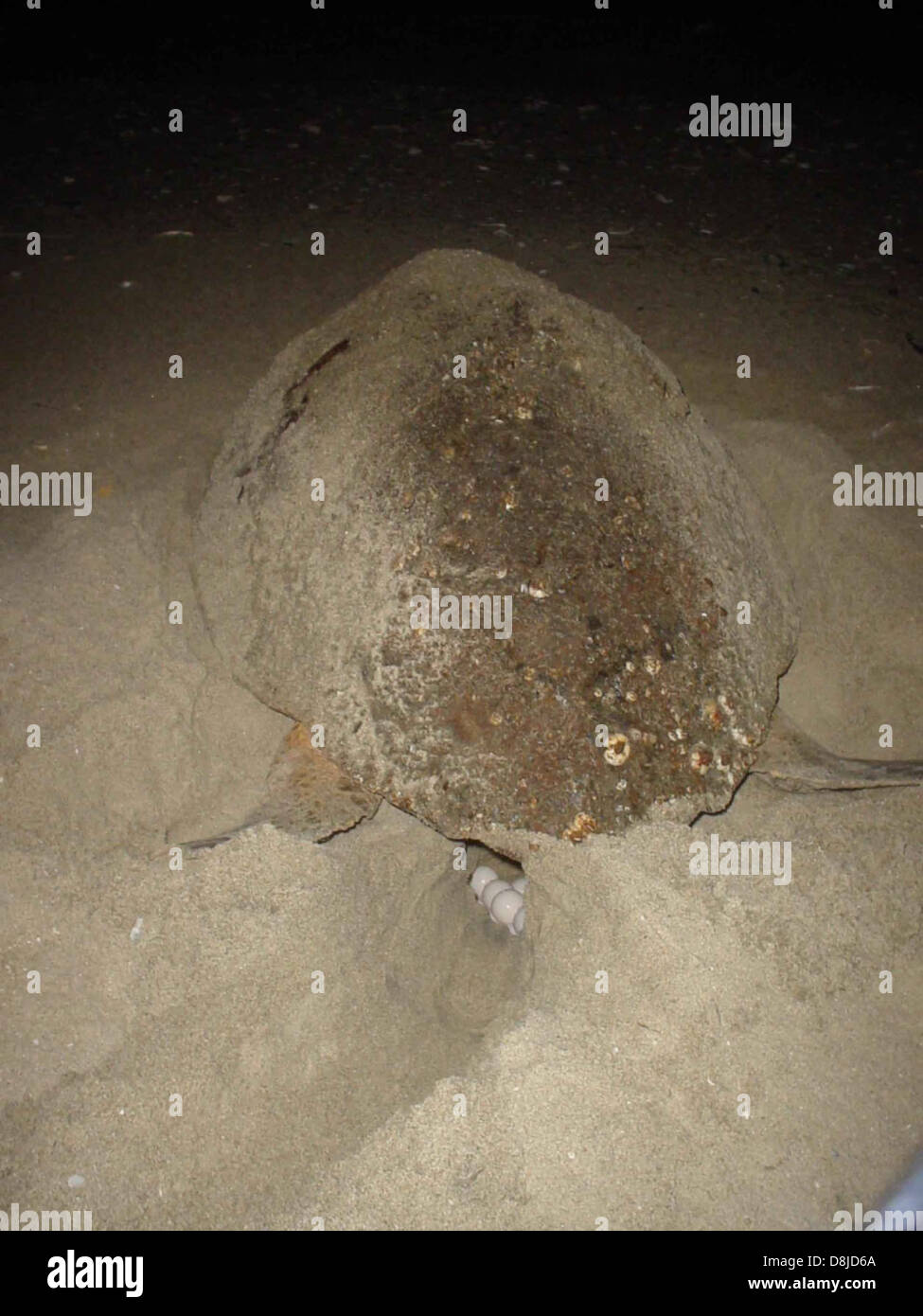 A loggerhead sea turtle nest, with the scientific name Caretta caretta ...