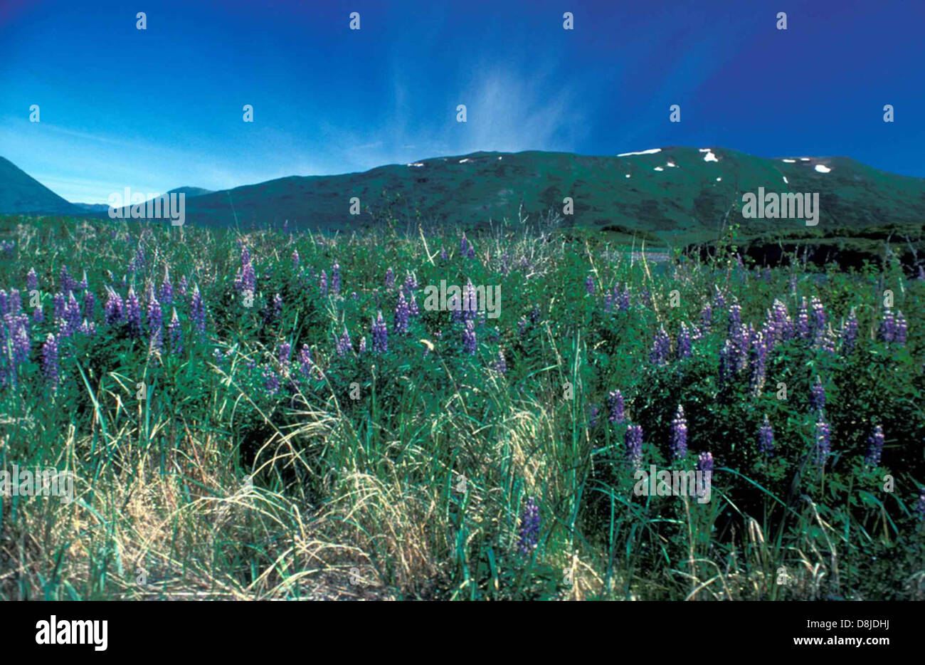 Lupine flowers (Lupinus nootkatensis) bloom across fields, displaying ...