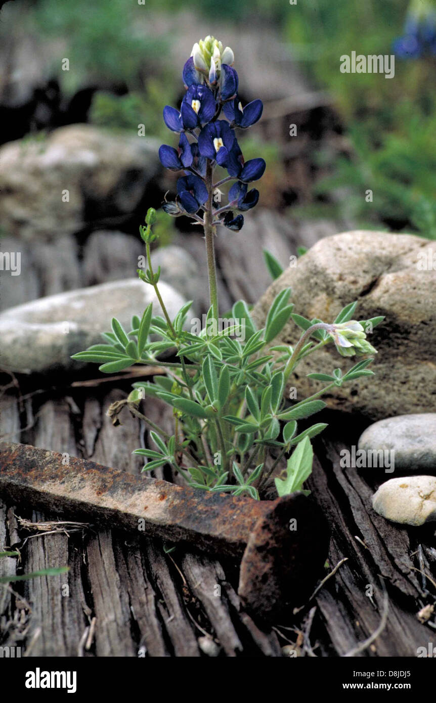 The Lupinus texensis, also known as the Texas bluebonnet, is a vibrant ...
