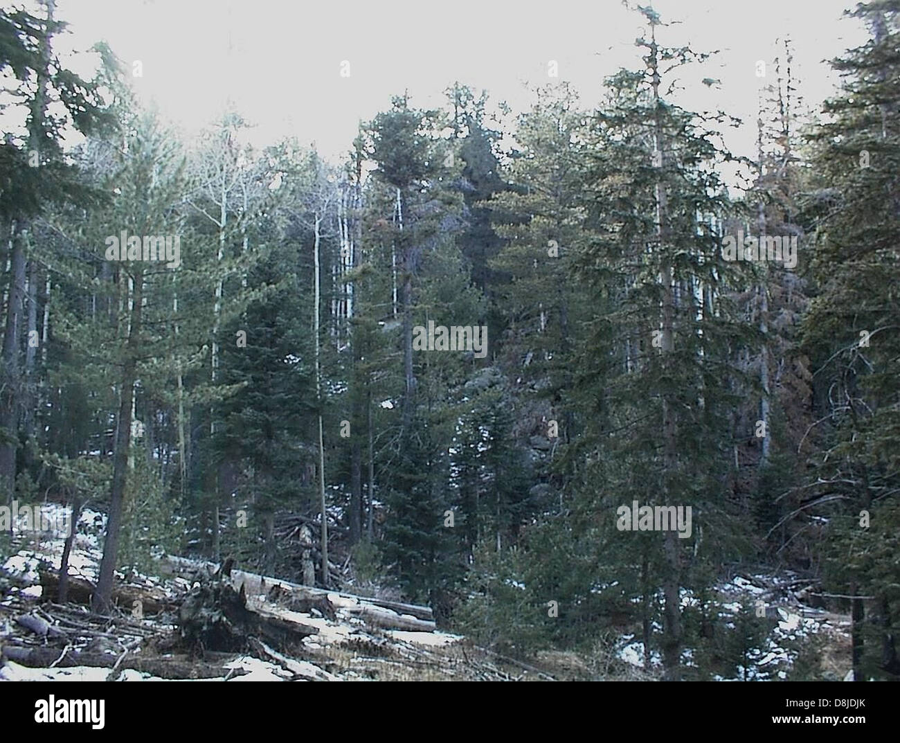 A lush, mixed spruce forest, consisting of spruce trees and other types ...