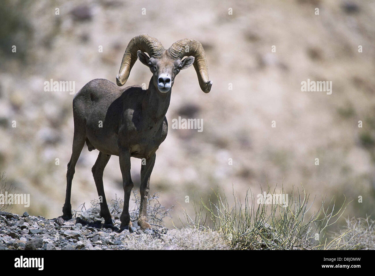 Male bighorn sheep standing in dried vegetation and rocks Stock Photo ...
