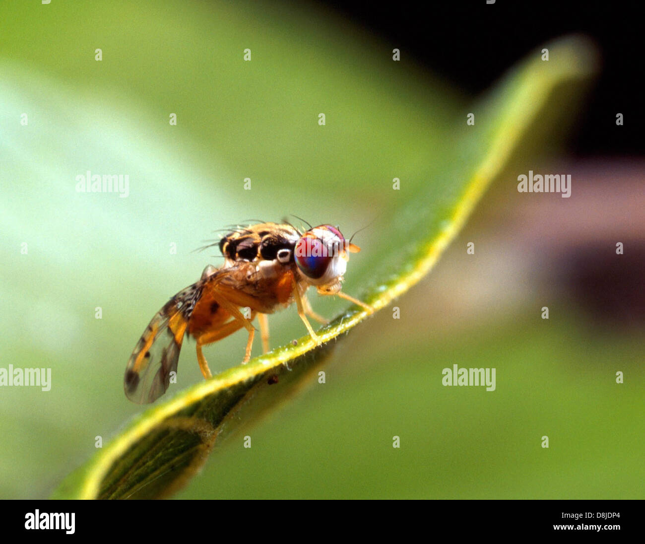 Medfly hi-res stock photography and images - Alamy