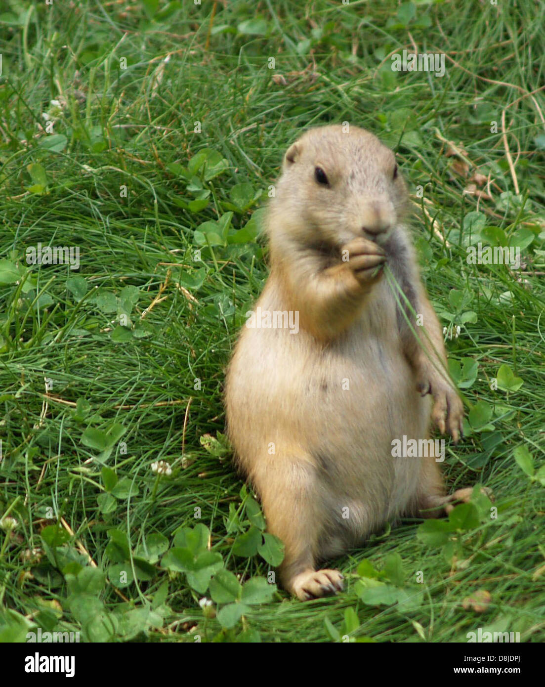 North american prairie dogs hi-res stock photography and images - Alamy